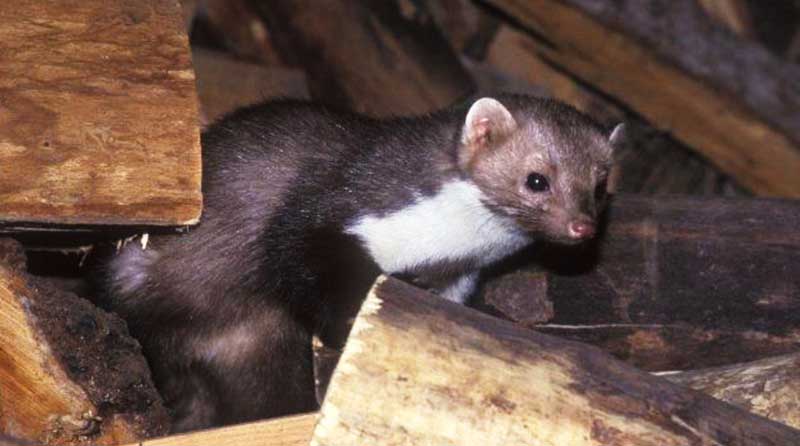 Anti Fouine Maison | Ventana Blog